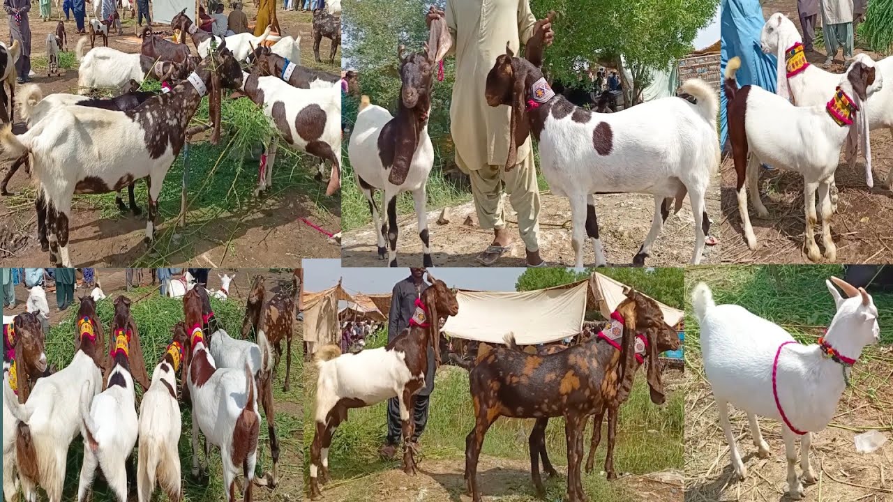 Sindhi goat breeds in market price - YouTube