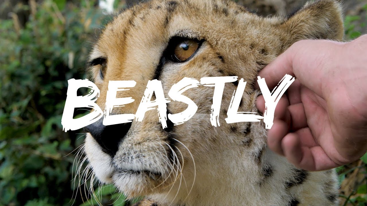 We Changed Our Name! Barcroft Animals Is Now Beastly - YouTube