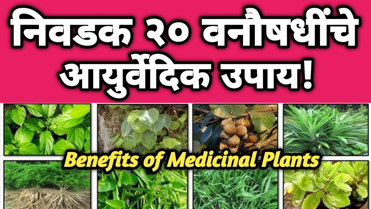औषधी वनस्पती माहिती व उपयोग | Aushadhi Vanaspati Mahiti | Uses of ...