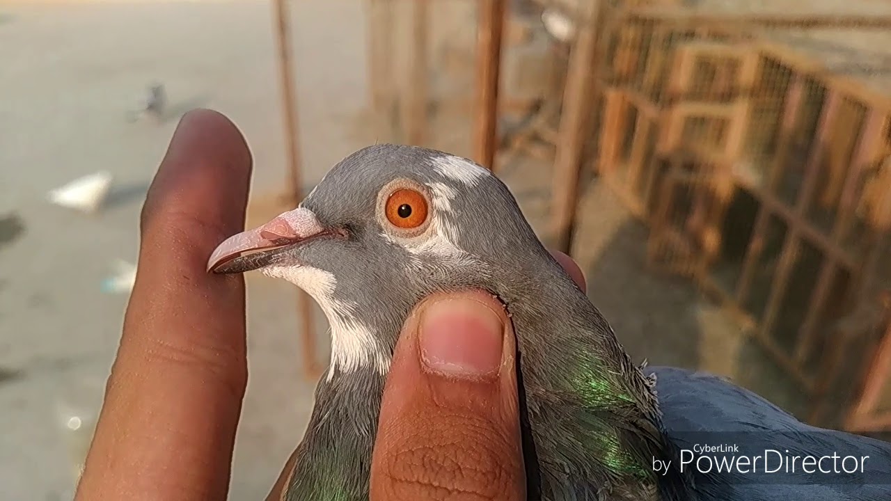 Kabootar utra chaht per - Patti wala , Chatri wala kabootar pakra ...