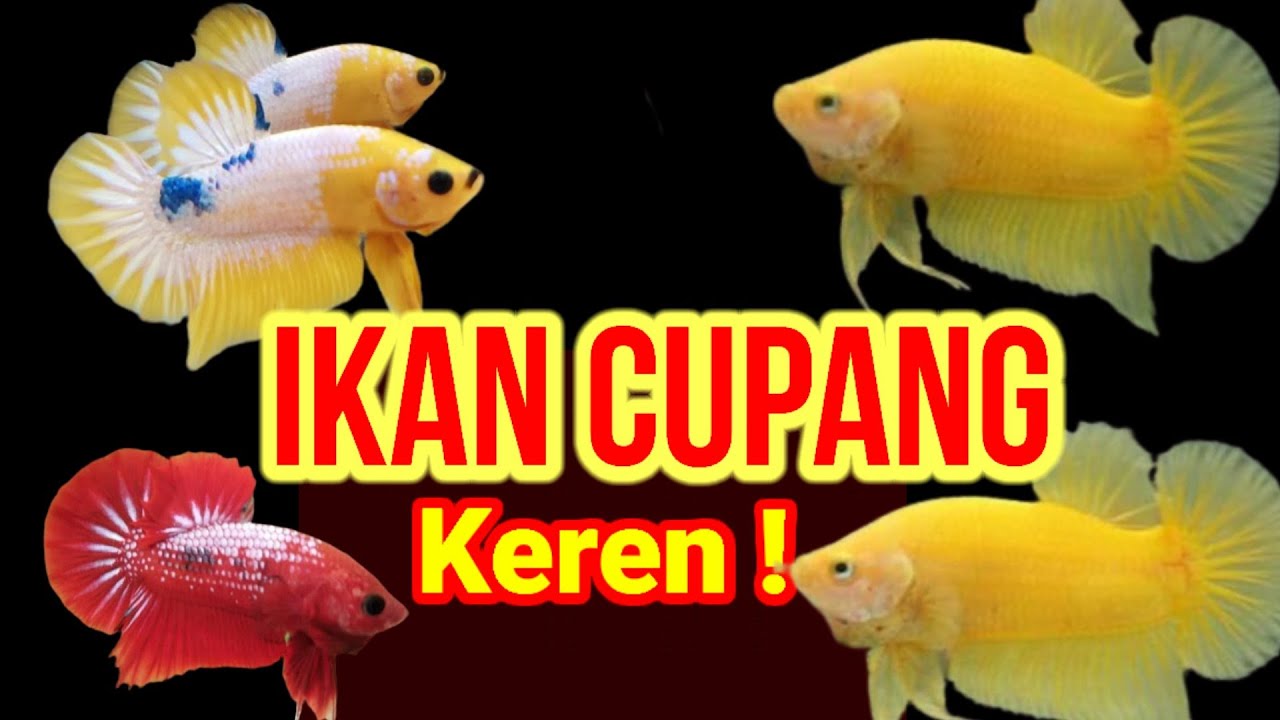 Ikan cupang , Betta Hellboy - YouTube