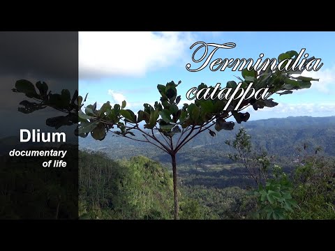 Sea almond (Terminalia catappa) - part 1