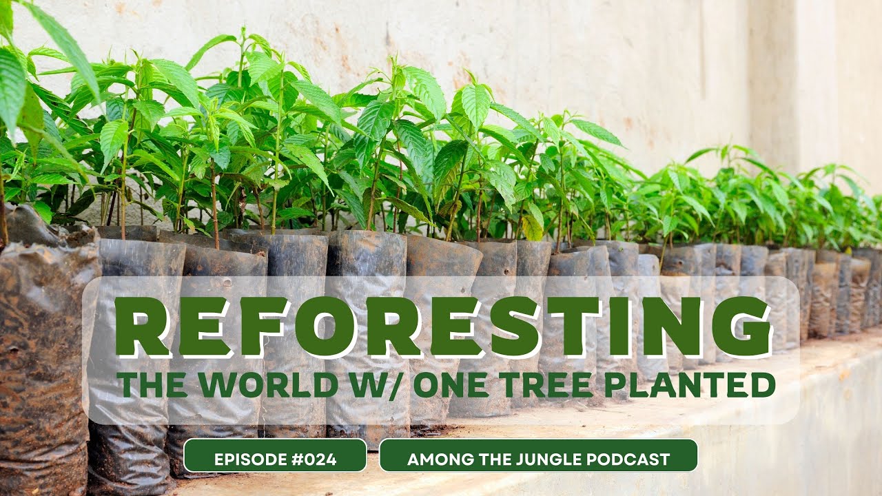 Worldwide Reforestation One Tree at a Time with Diana from ...