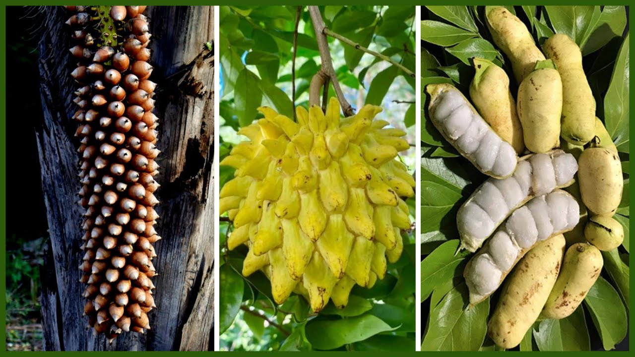 7 frutas Brasileiras Nativas da Amazônia - Curiosidades sobre as frutas ...