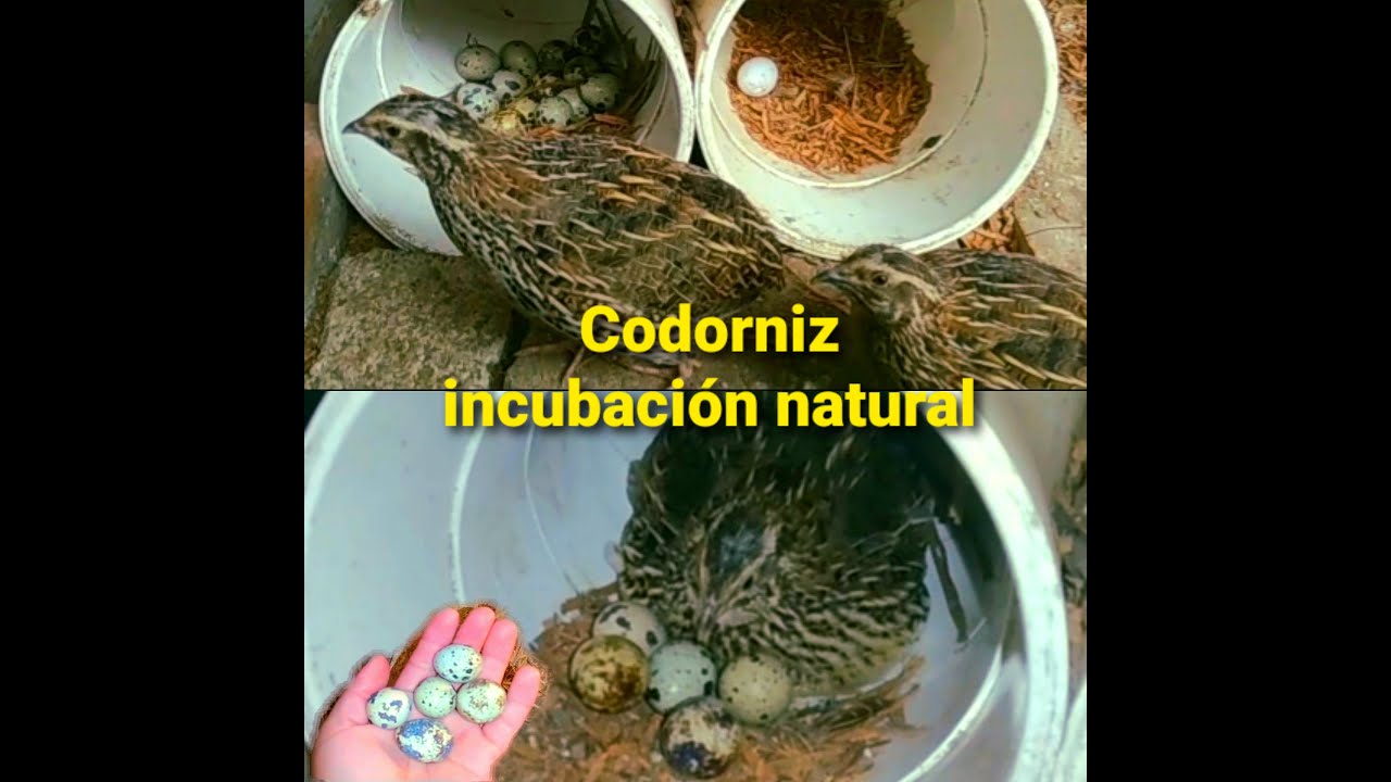 Codorniz.🙀Incubación natural🙀 - YouTube