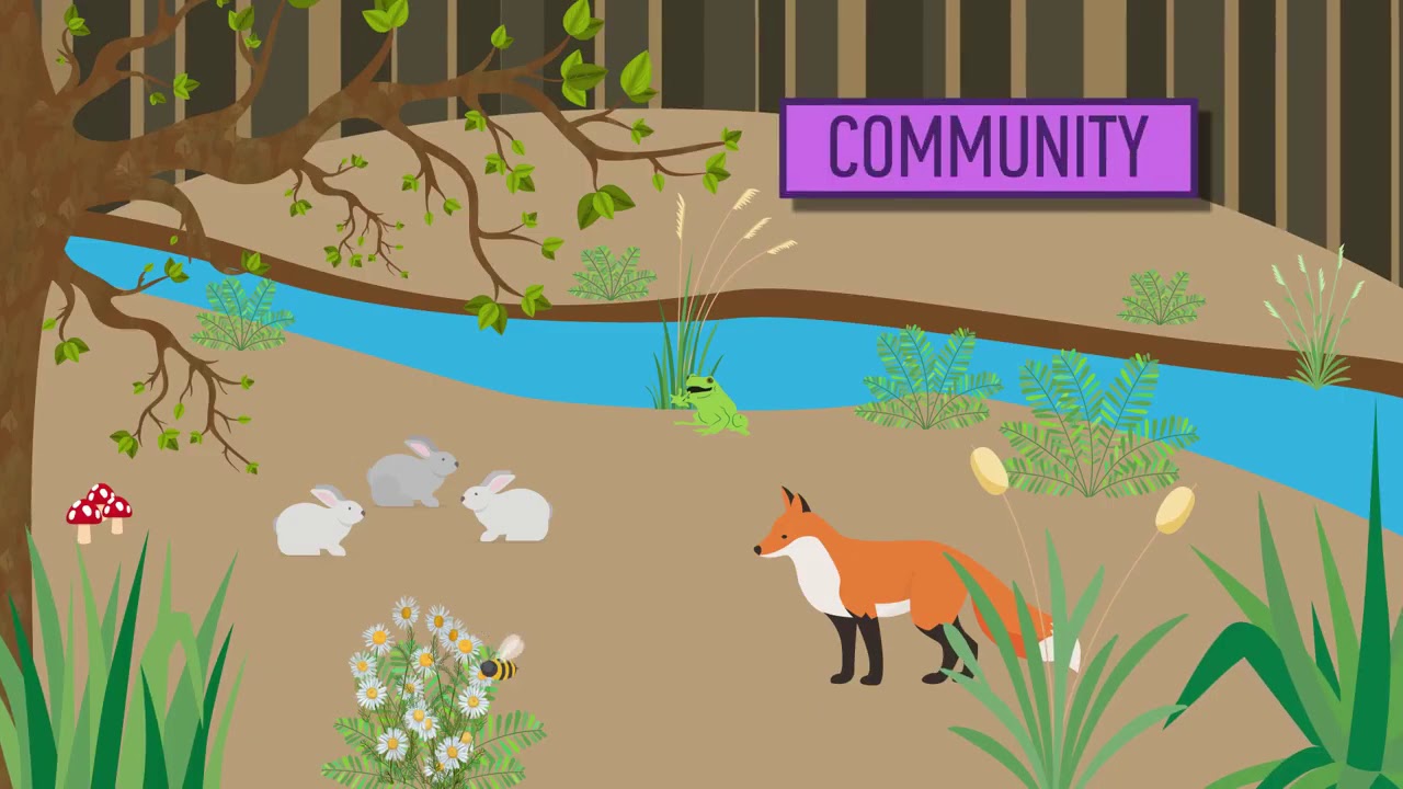 Key Ecology Terms Ecology and Environment Biology FuseSchool - YouTube