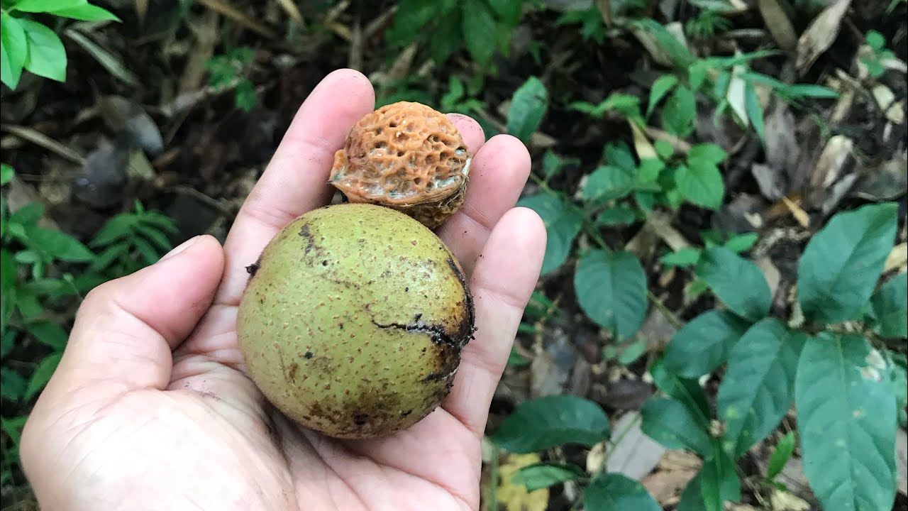Walnuts | Organic | first time Experience | Manipur - YouTube