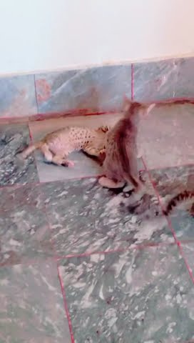 enka to yhe kam ha har time # ufff # yh cats - YouTube