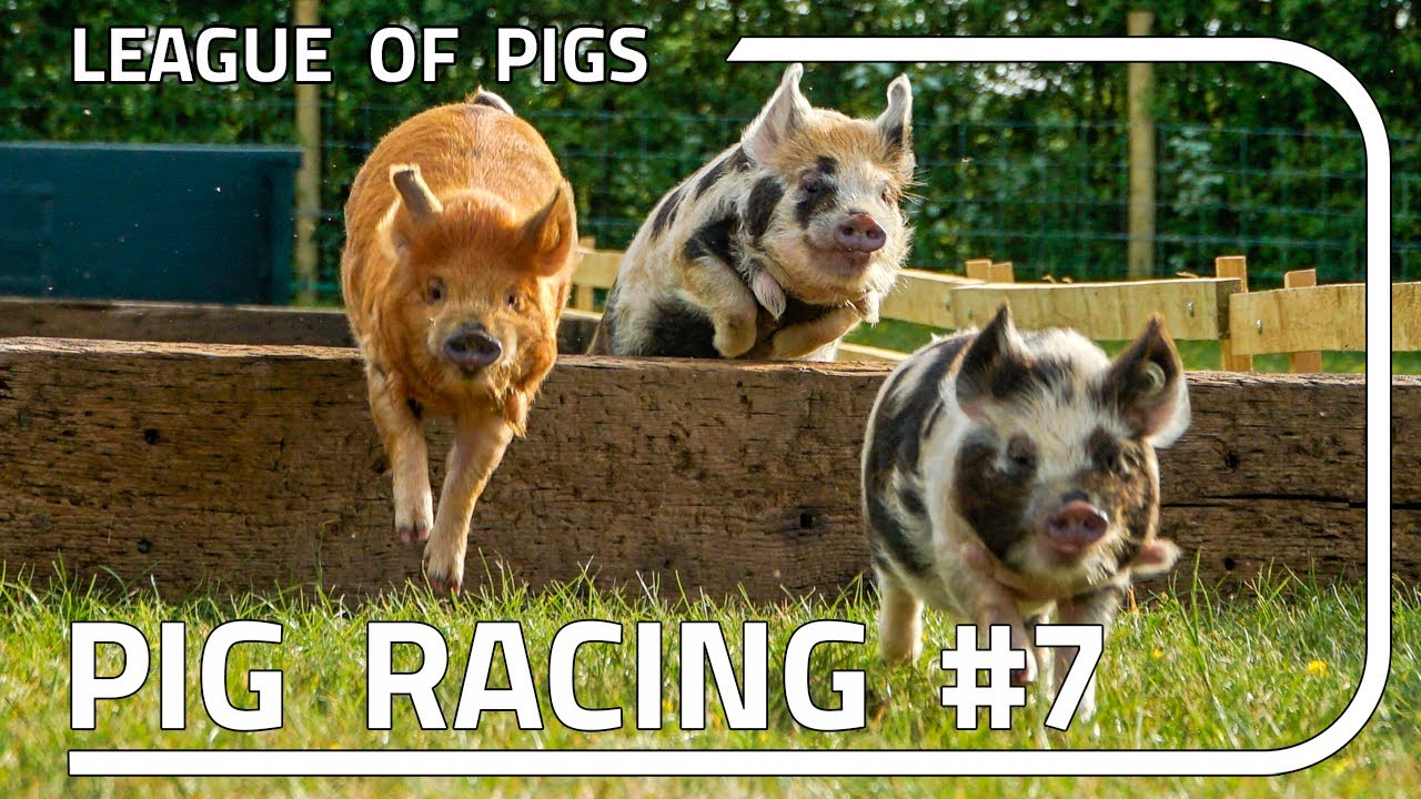 League of Pigs - Season 2 - Round 3! - YouTube