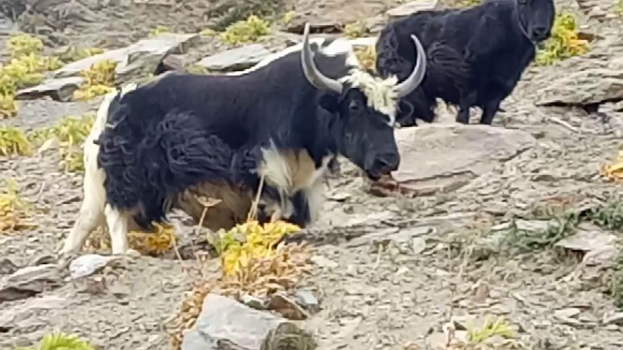 Yak fight 2018 - YouTube
