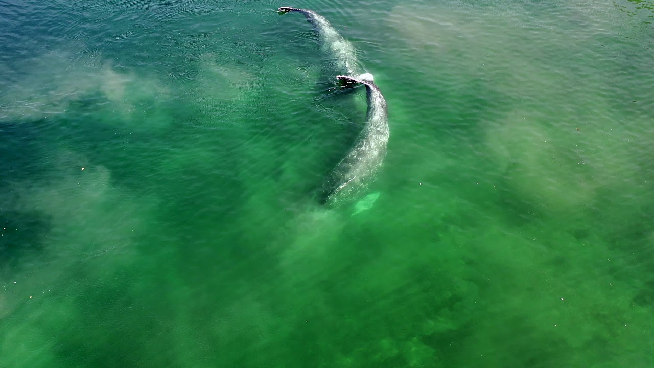 Kitkatla Grey Whales - YouTube