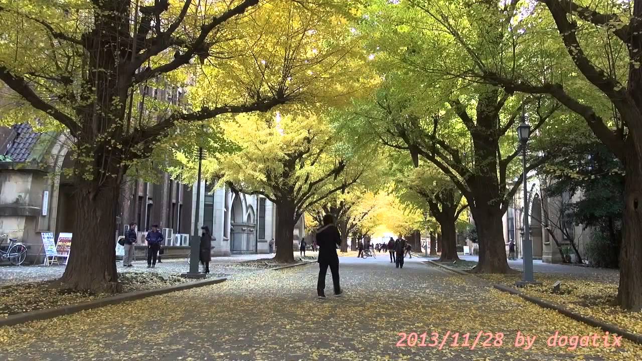 Japan Trip 2013 Hongo Campus Ginkgo tree-lined University of Tokyo 16 ...