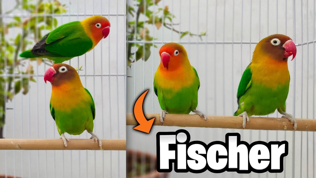 Lovebirds (Fischer) Bohat Darty Hein 😂 | Love Birds | Love Bird Fischer ...