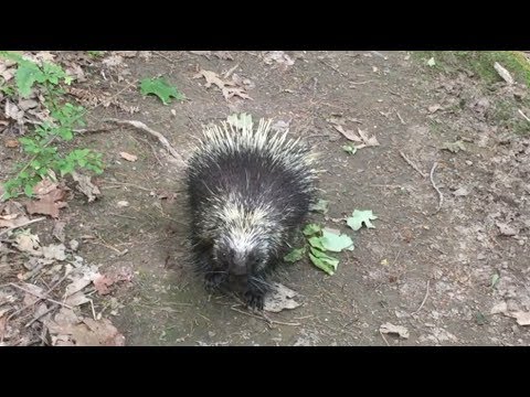 Porcupine Encounter on Trail Run - YouTube