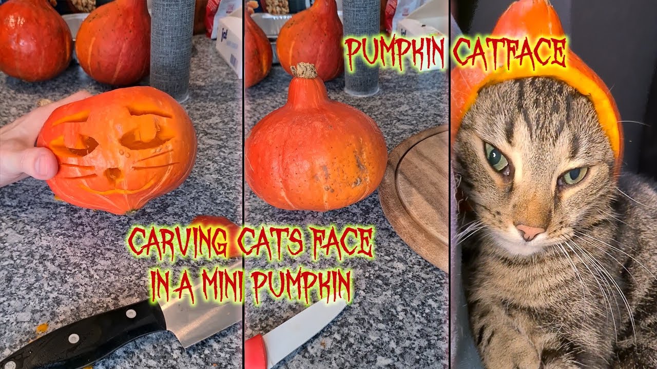 Halloween with Cats - Carving cats face in a mini pumpkin - Full ...
