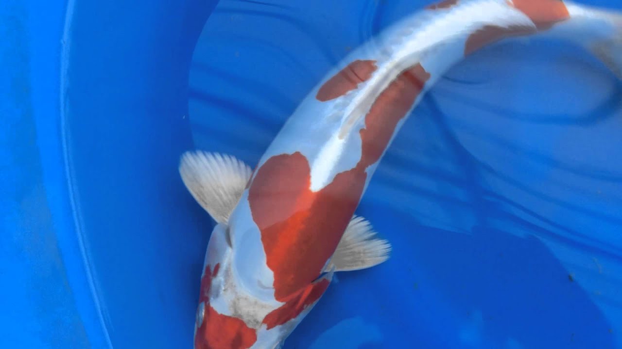 Show Quality Koda Nisai Kikisui - YouTube