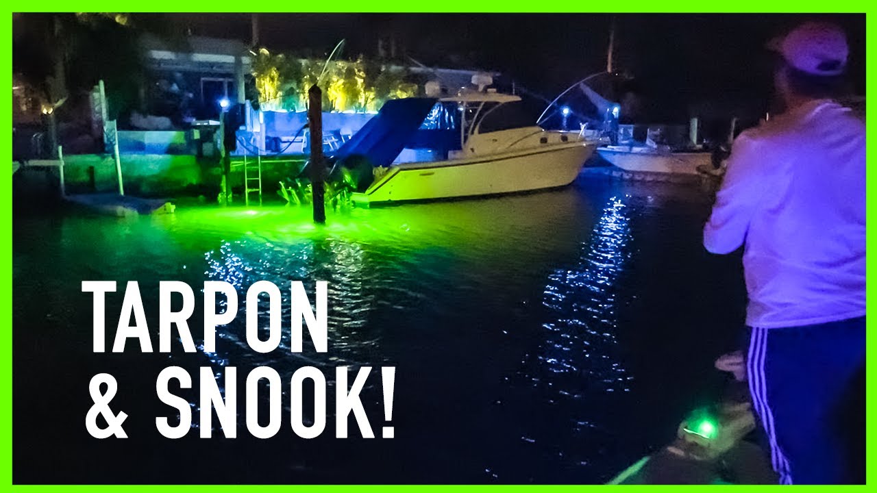 Night Fishing Snook And Tarpon On Dock Lights - YouTube