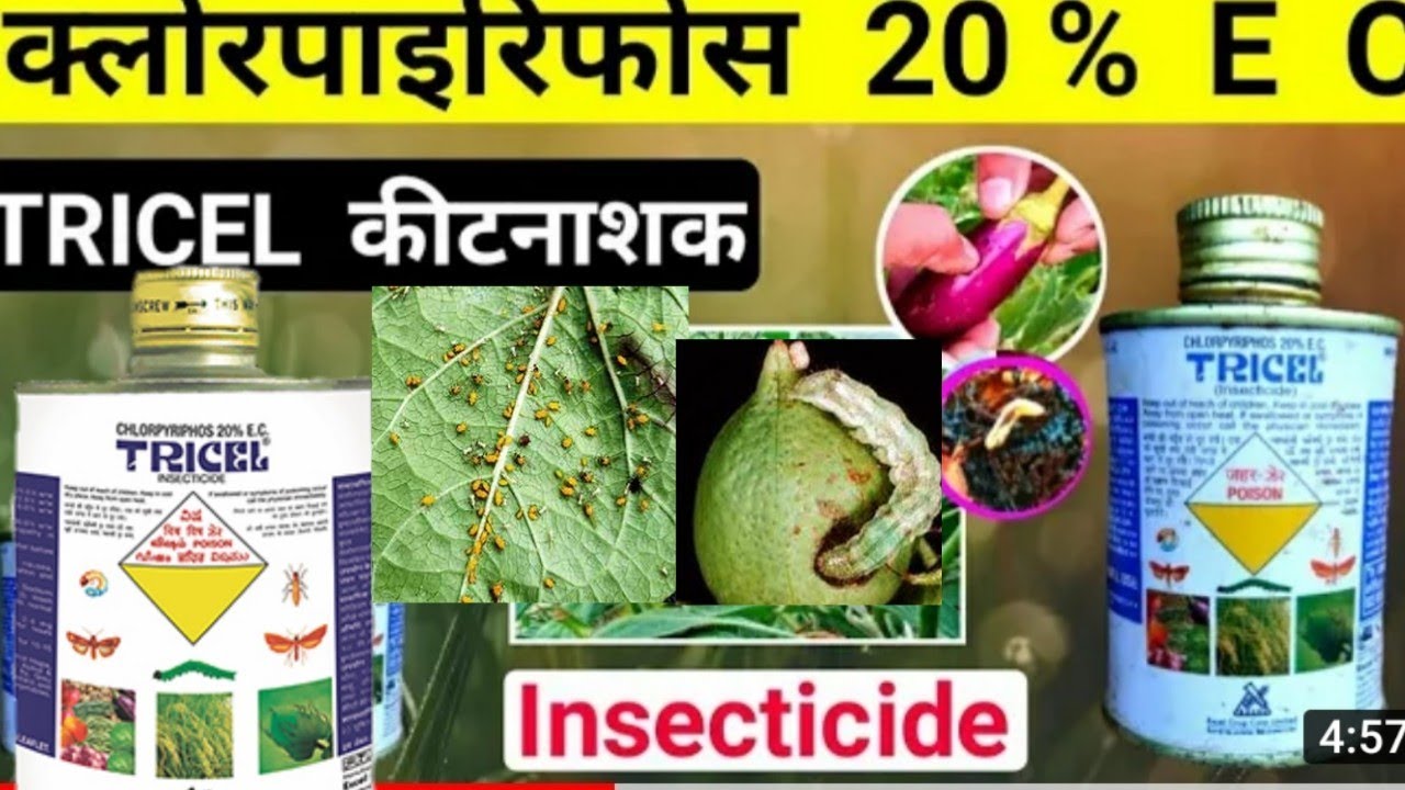 #chlorpyriphos 20%ec//Tricel insecticide// sumitomo chemical LTD ...