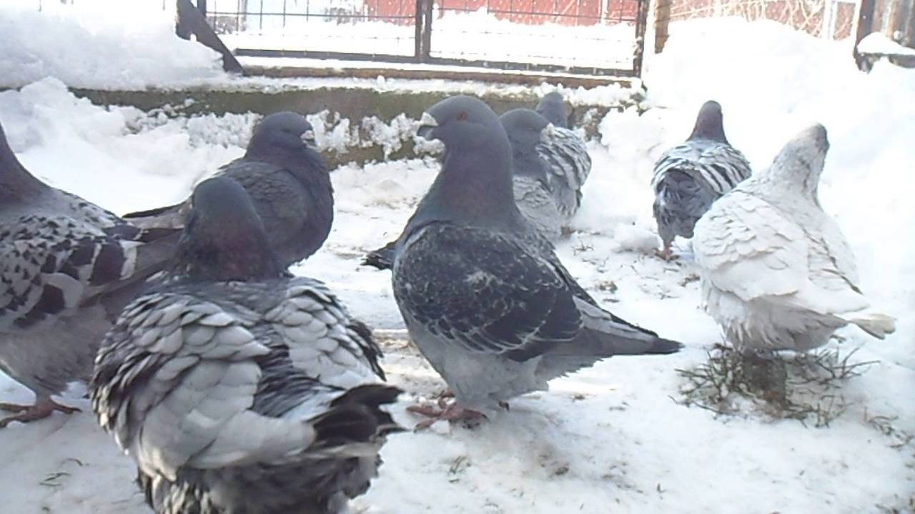 American Giant Homer 004 - YouTube