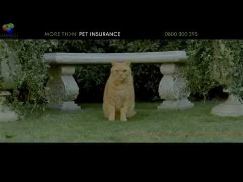 MORE THAN freeman _Hairy Heartbeat_ Pet insurance advert.wmv - YouTube