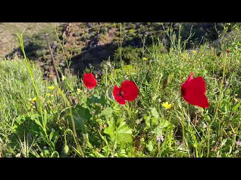 Dağbaşından manzara,gelincik çiçekleri doğaya renk katmış.#doğa 