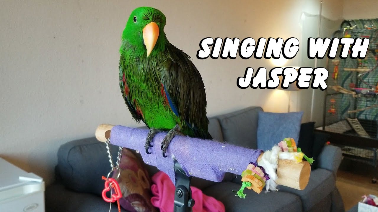 Jasper Sings You are My Sunshine - Jasper the Eclectus Parrot - YouTube
