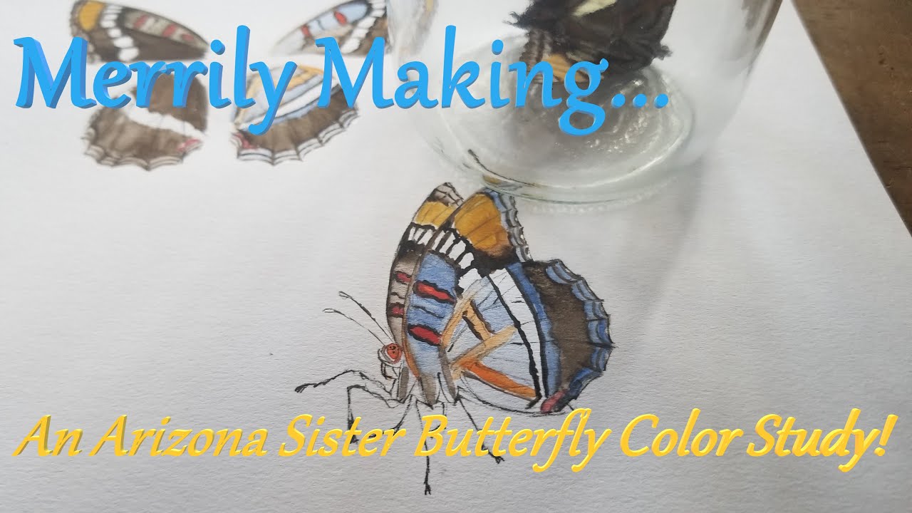 An Arizona Sister Butterfly, Color Study, in Watercolors. Let's try ...