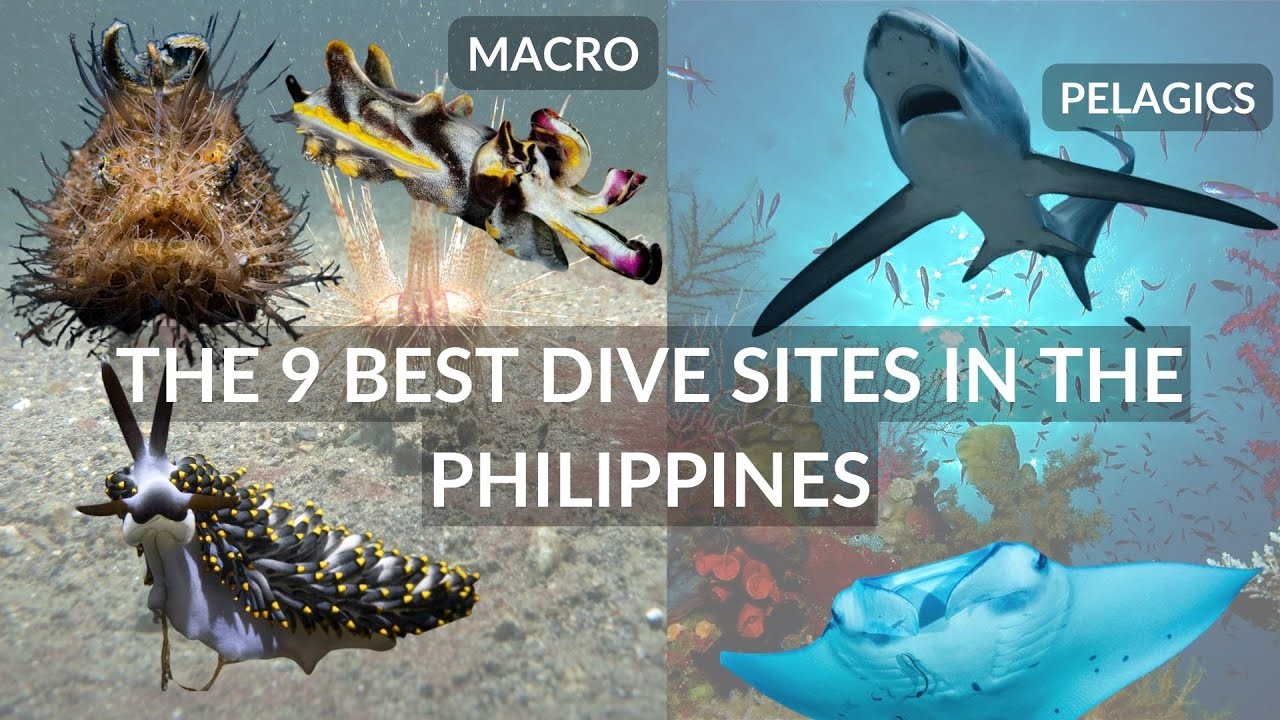 The 9 Best Dive Sites in the Philippines: Macro, Pelagics and Biomass ...