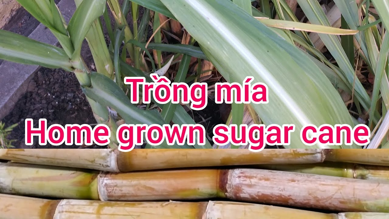 Cách trồng mía và làm sao cho đốt mía dài(người việt ở mỹ) - YouTube