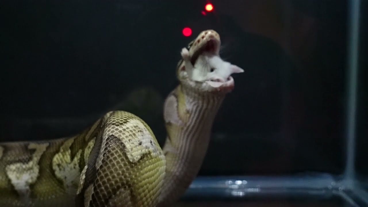 Ball Python kills and eats mouse backwards / warning live feeding - YouTube