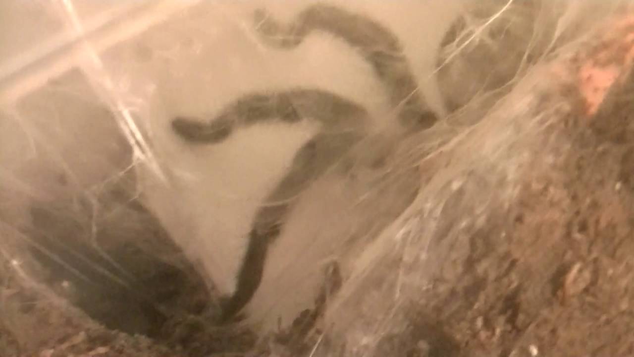 Tarantula en nido 03 - YouTube