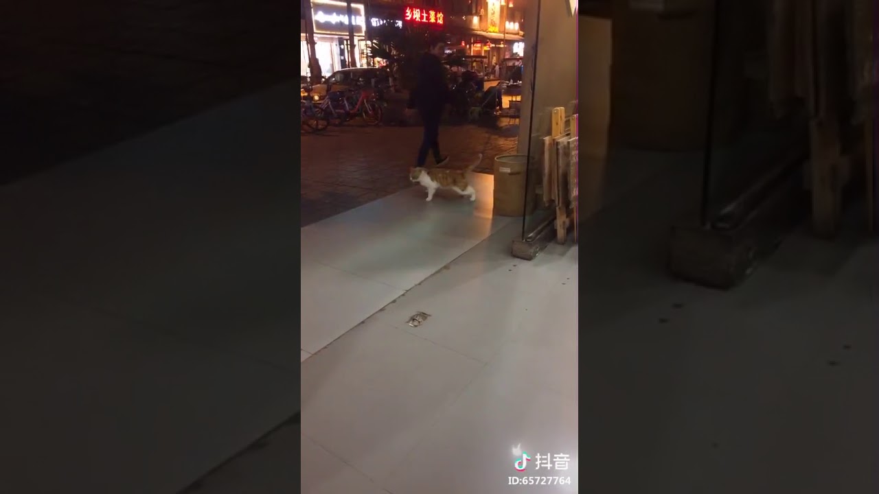 Cat Moonwalk - YouTube
