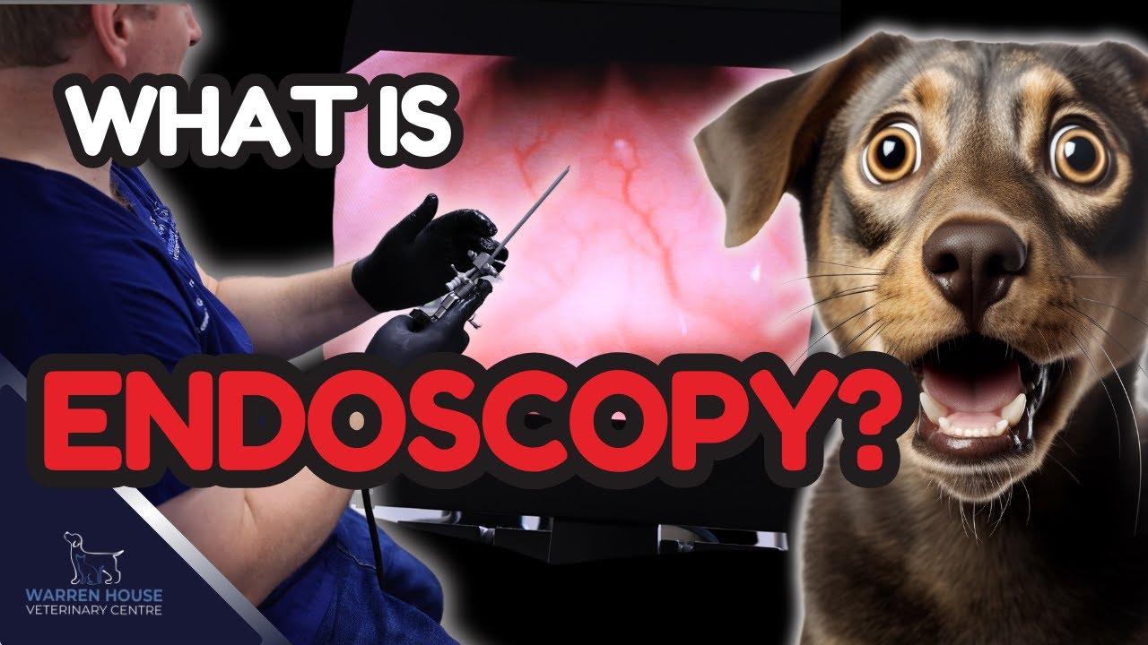 Inside Look: Endoscopy Procedures Explained - YouTube