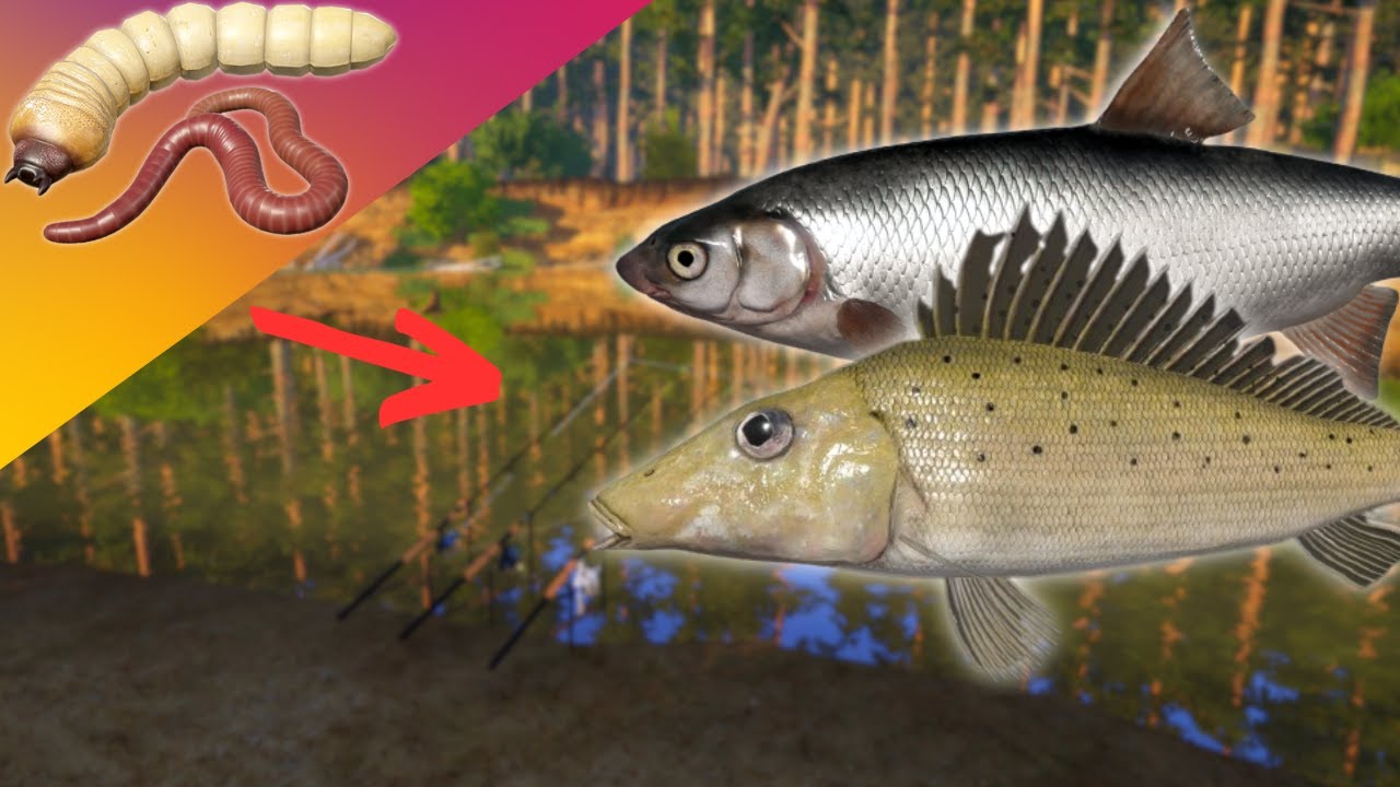 VERY ACTIVE DONETS RUFFE & NASE SPOT! #820 Russian fishing 4 - YouTube