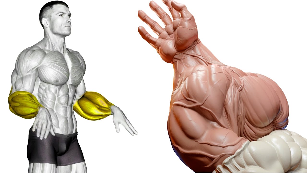 6 Intense Forearm Workout | Build Bigger, Stronger Forearms at Home or ...