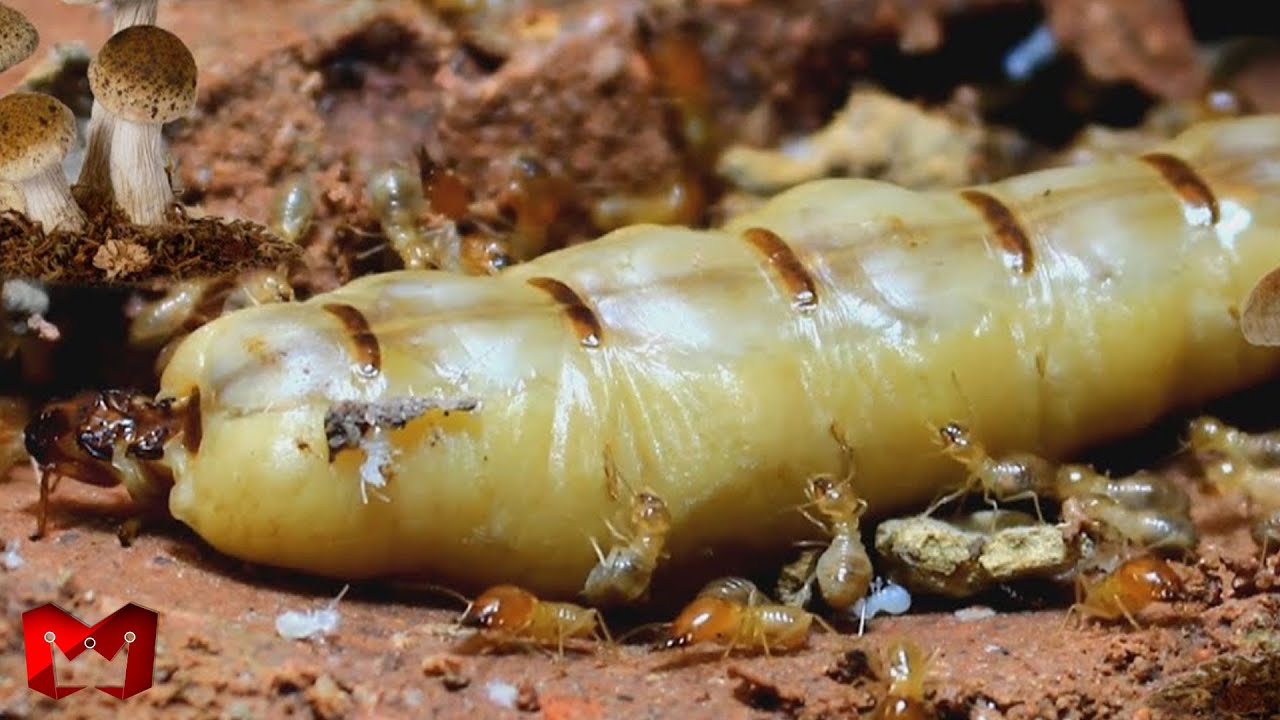 Ratu Rayap Menghasilkan Jutaan Telur Untuk Menginvasi Rumah Kita - YouTube