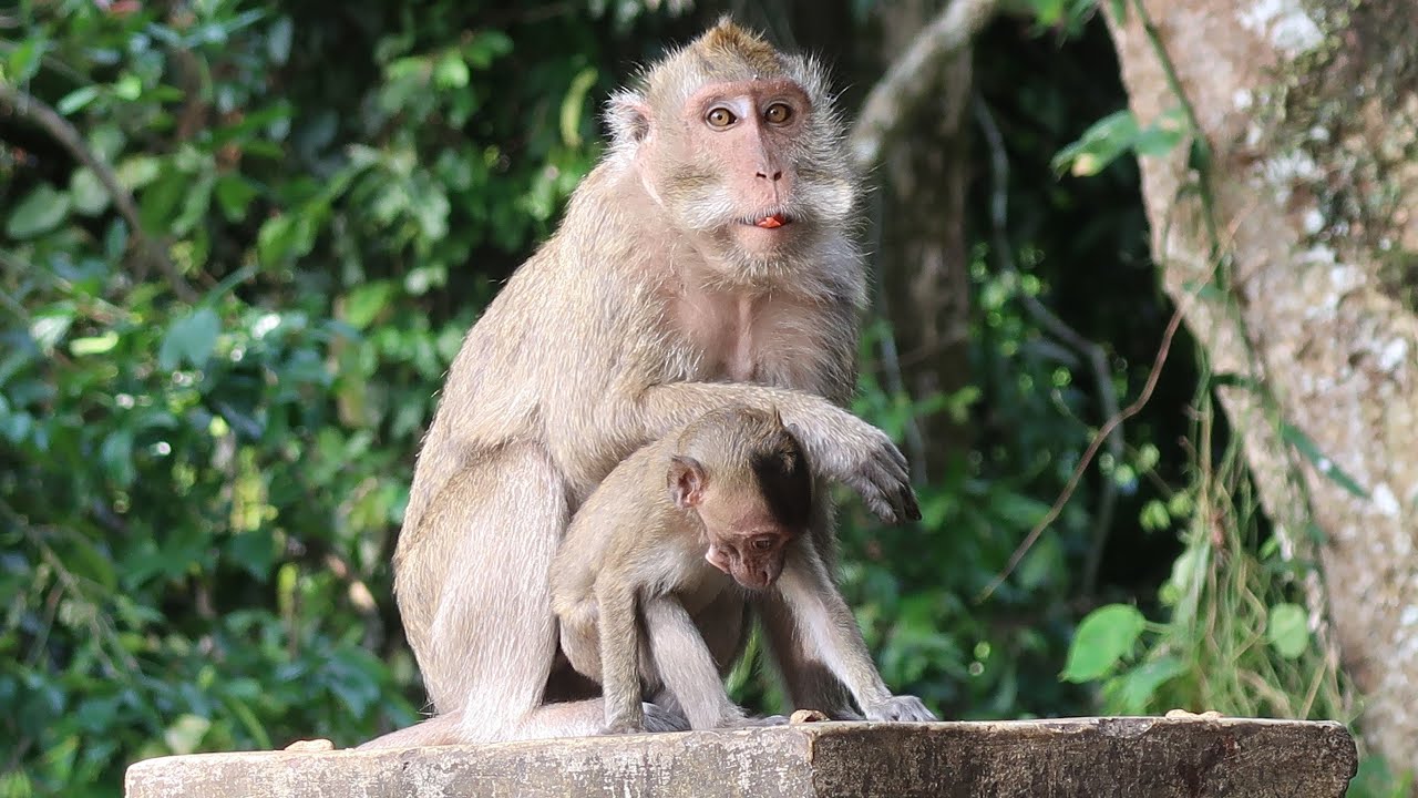 Monyet Lucu Joget Dan Gajah Monyet Kawin Lucu Joget Kecil Cantik ...