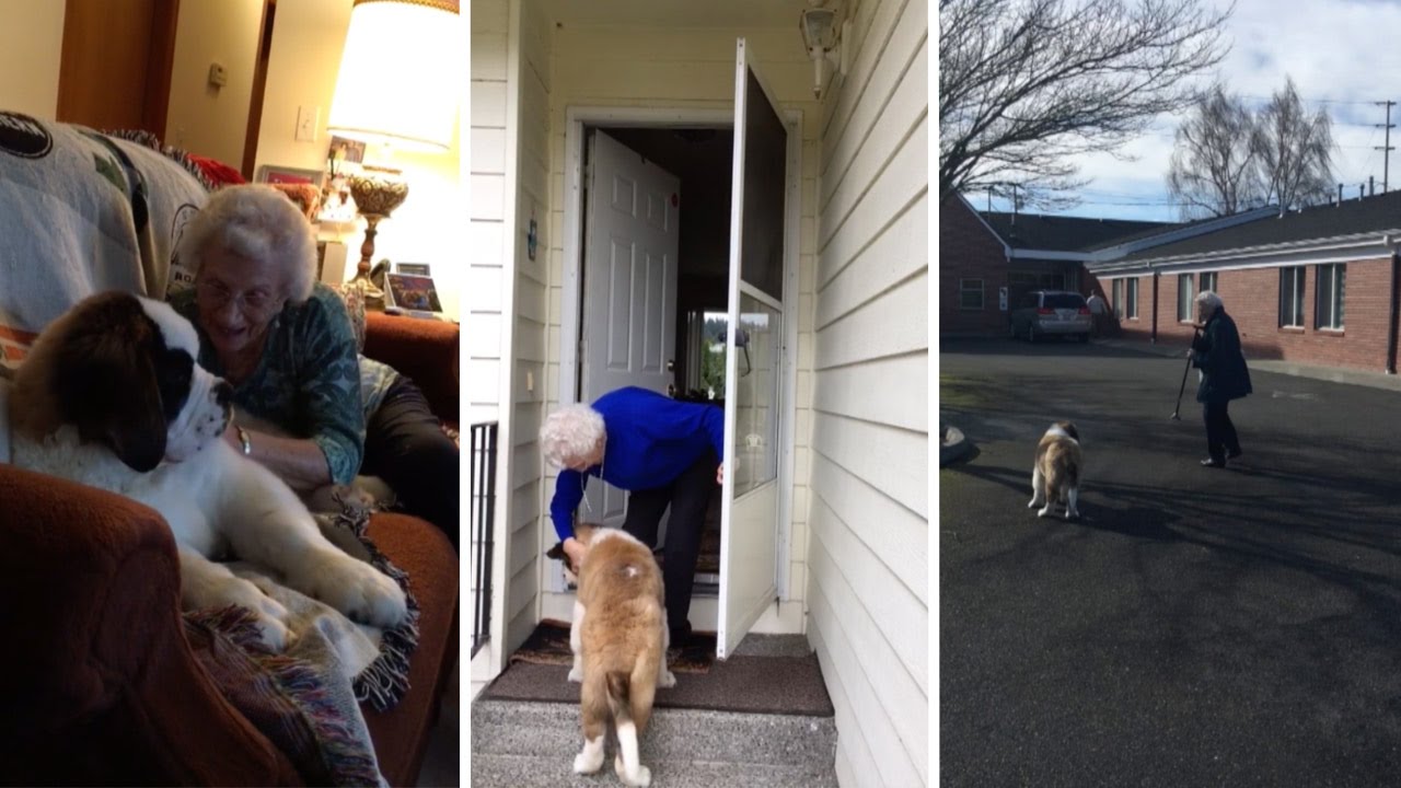 Widow Becomes Best Friends With Puppy - YouTube