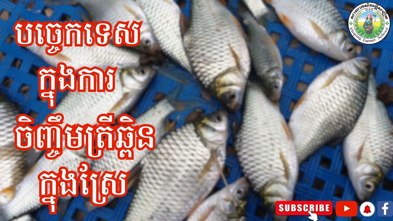 បច្ចេកទេសចិញ្ចឹមត្រីឆ្ពិន ក្នុងស្រែ - YouTube