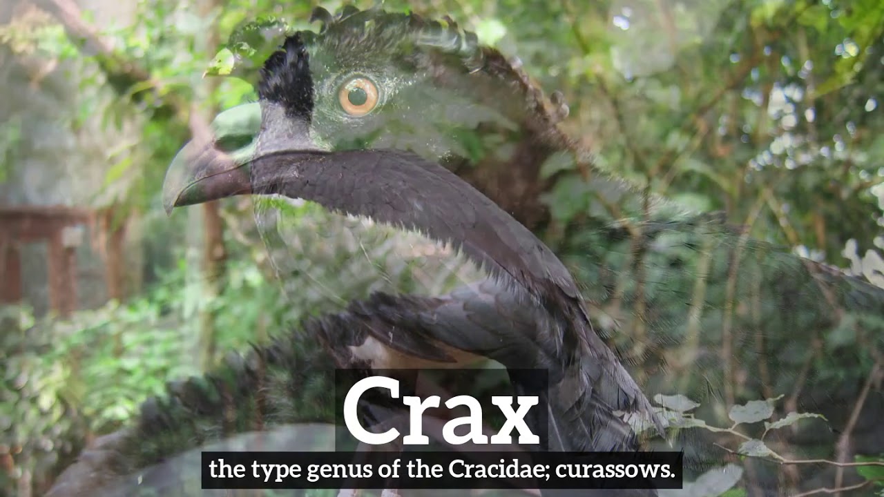 How to Say Crax in English? | How Does Crax Look? | What is Crax? - YouTube