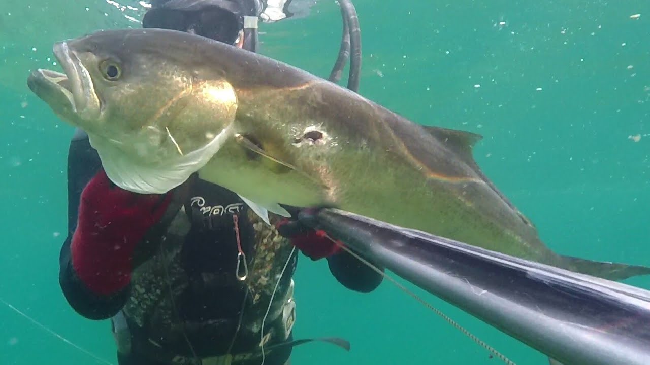 Podvodni ribolov 2017-Strijelka 5kg. Pesca sub 2017-Serrone 5kg. Giant ...