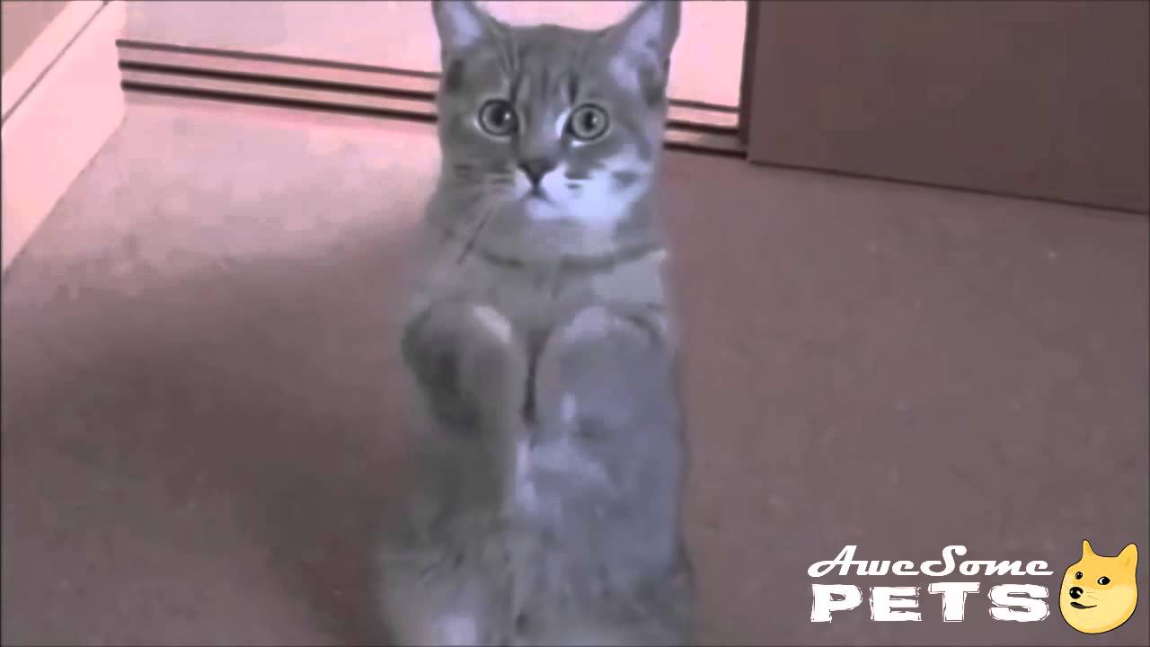Cat Praying For Food!! Hilarious Pet Video! Cats Are Awesome!! - YouTube