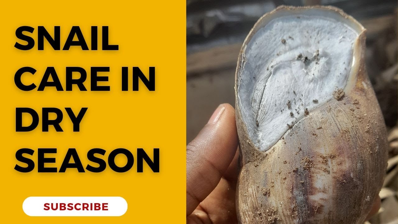 HIBERNATION/AESTIVATION IN SNAILS | SNAIL CARE IN DRY SEASON - YouTube