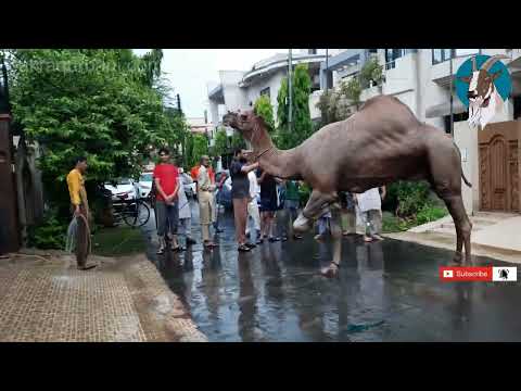 Bakra EID Special Most Musculer Camel Qurbani On Eid 2022  Bakraqurbani.com