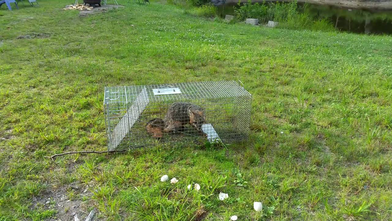 Gray Fox in our live trap - YouTube