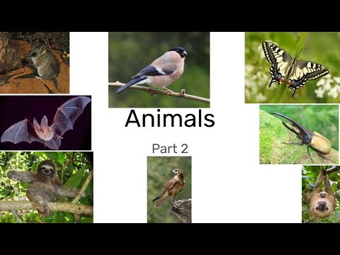 Animals - Part 2 - YouTube