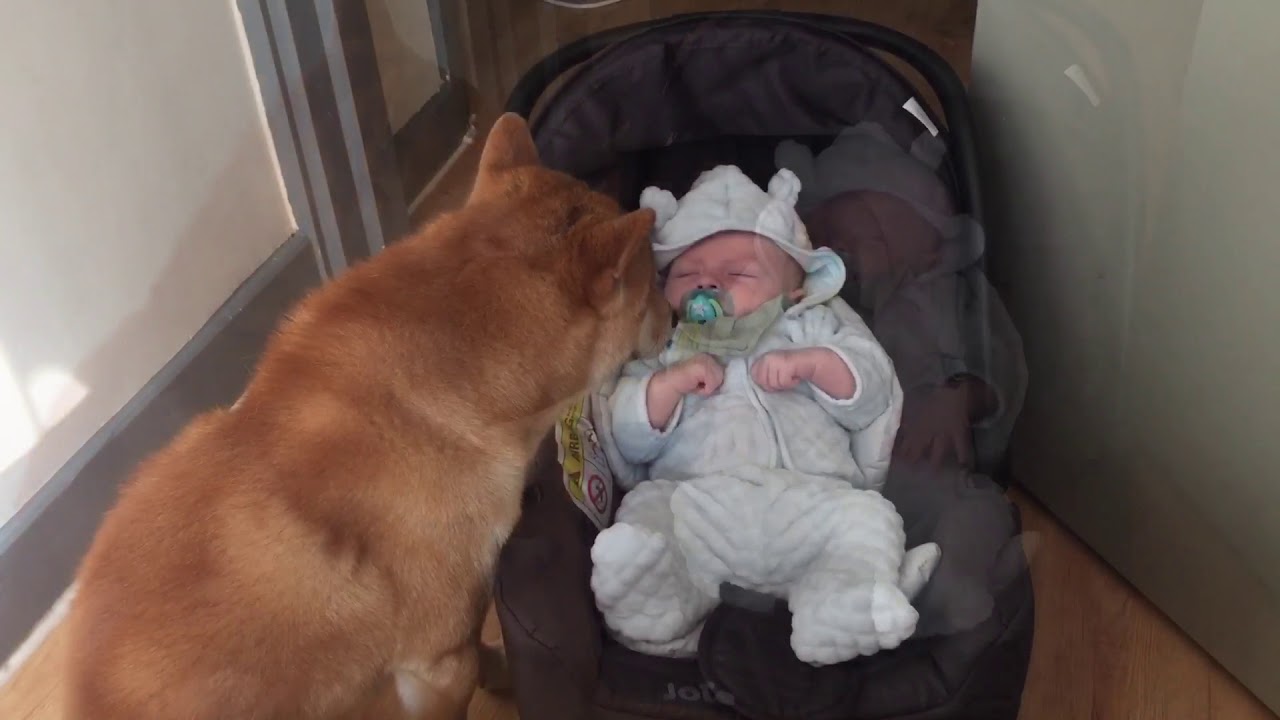 Sweet and gentle Shiba Inu .. HUMAN ... ARE YOU AWAKE ?? I’ll just lay ...
