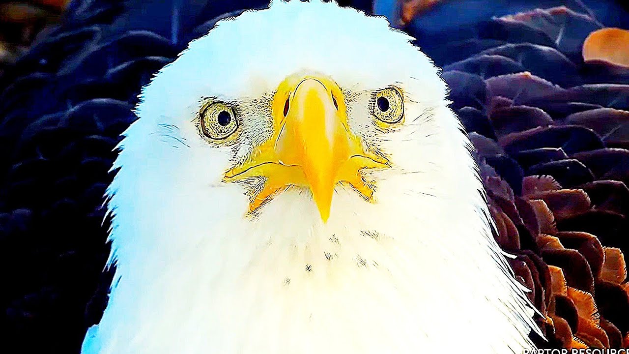 EAGLE FEMALE BEAUTY CLOSE VIEW. DECORAH EAGLES NORTH NEST. 2023.03.20 ...