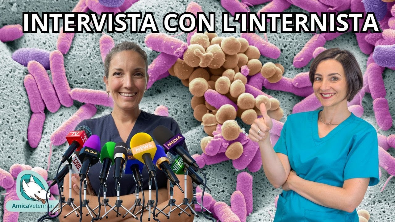 Diarrea cronica nel cane: il trapianto fecale - YouTube