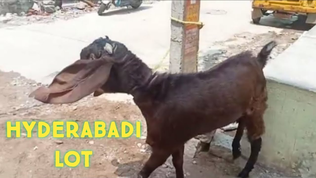 hyderabadi nasi breeder bakra available in JD metla | hyderabadi goat's ...